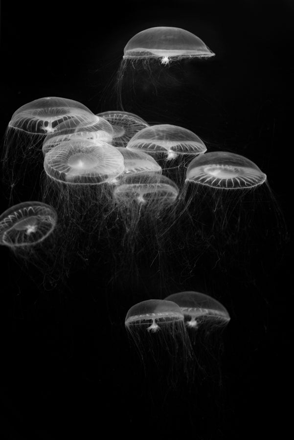 MEDUSA IV – CescaStudio